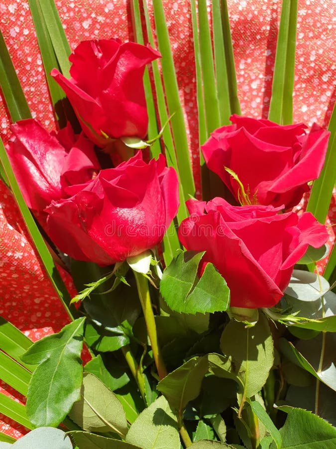 Vertical Photo of Red Roses Stock Photo - Image of fresh, decoration ...