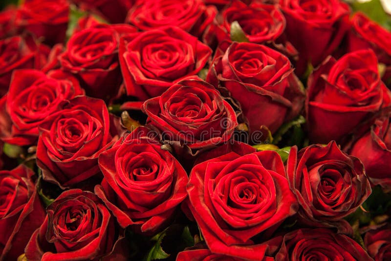Red Roses Texture and Background Stock Image - Image of color, passion ...