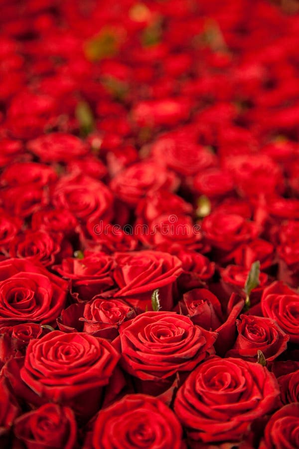 Red Roses Texture and Background Stock Image - Image of color, passion ...