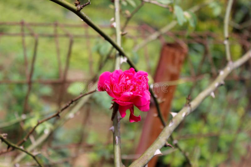 Red roses among the thorns stock image. Image of petal - 249655353
