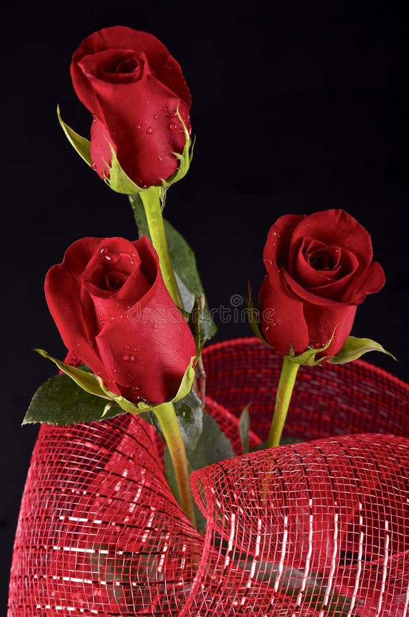 Red roses stock photo. Image of gardening, blooming, close - 36370642