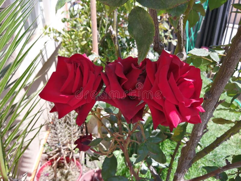 Red roses in a tree stock photo. Image of flower, beauty - 208074236