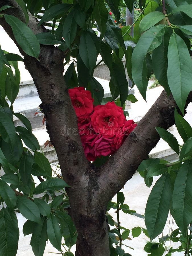 Red roses in a tree stock image. Image of plant, flowers - 83300173