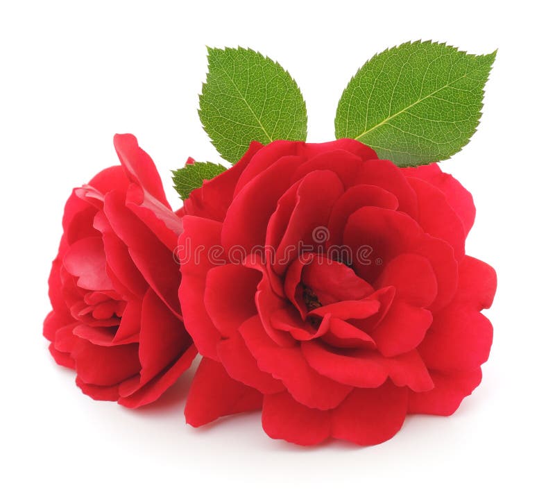 16,090 Two Beautiful Roses Stock Photos - Free & Royalty-Free Stock ...