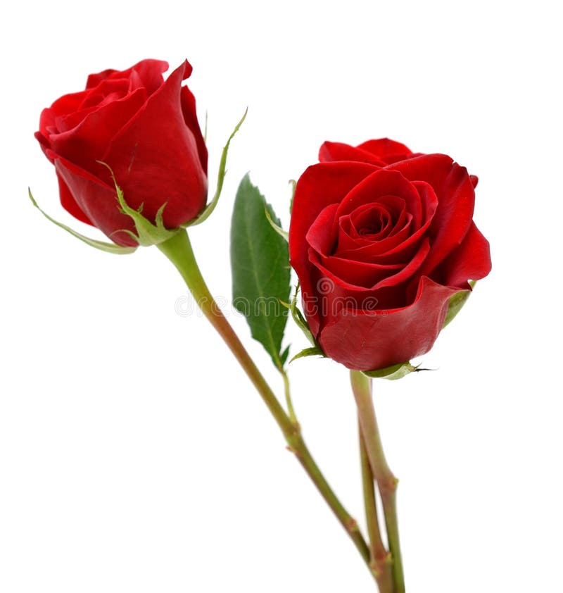 Red roses stock image. Image of bright, lovely, desire - 48595173