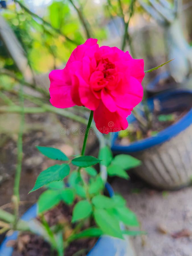 Red Roses Bloom in Summer and are Decorative Flowers on the House Stock ...