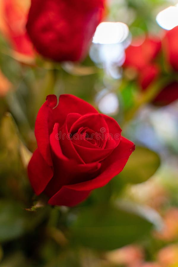 Red Roses for Valentine S Day Stock Image - Image of decorative ...