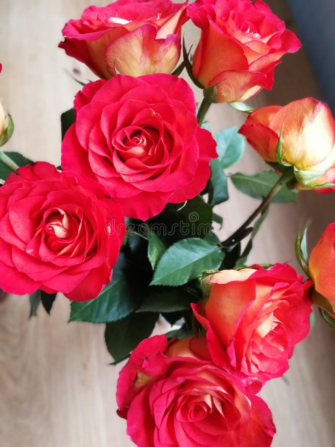 Red roses in vase stock image. Image of valentinesday - 172458643