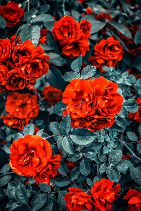 Red Roses are Very Beautiful and Very Beautiful, Very Good for Home ...