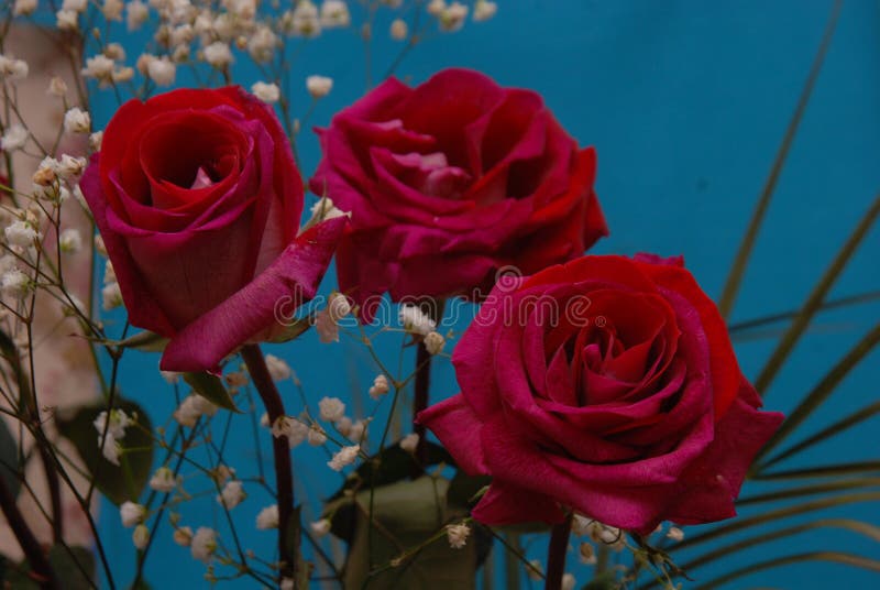 Red roses stock photo. Image of floret, nature, flower - 62904960