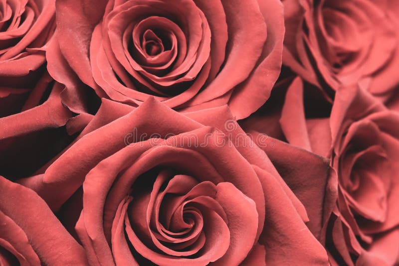 Red Roses Vintage Toned Close Up Background Stock Image - Image of card ...
