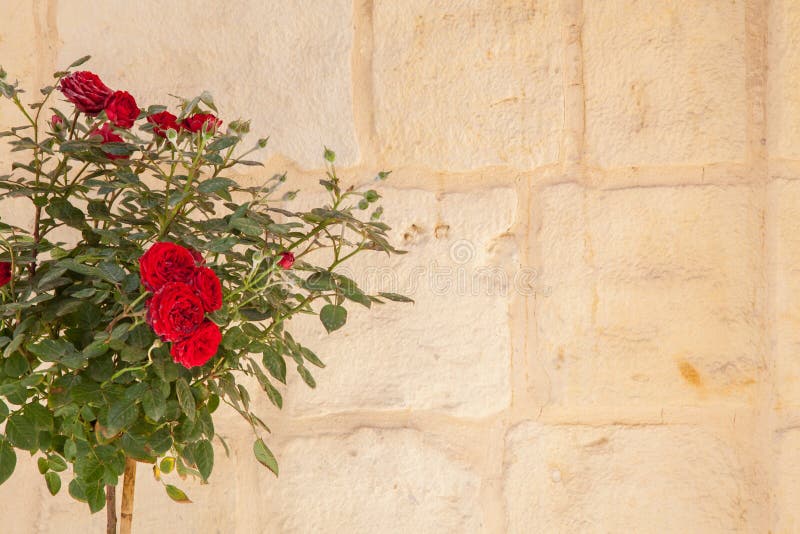 Red roses and wall stock image. Image of paper, stain - 70436819