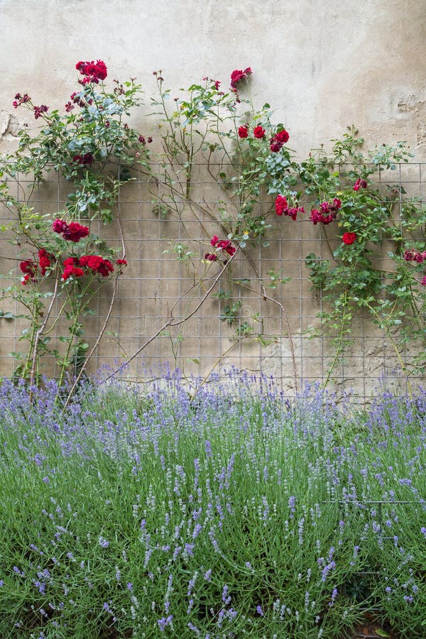 Red roses on a wall stock image. Image of verdant, wall - 96207447