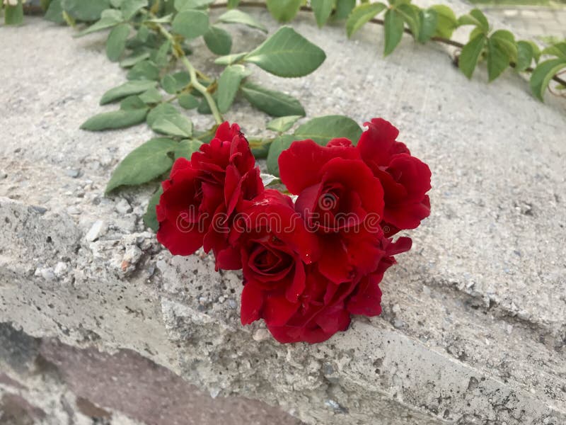 Red Roses on Wall stock image. Image of wall, roses - 159428979