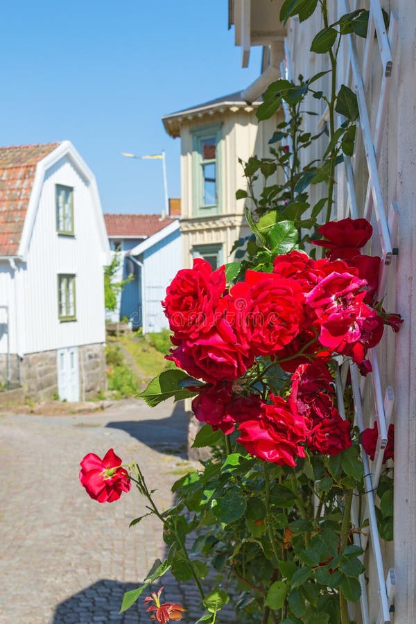Red roses on a wall stock photo. Image of alley, outdoor - 251915300