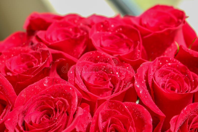 Red roses and water drops. stock image. Image of drop - 90764951