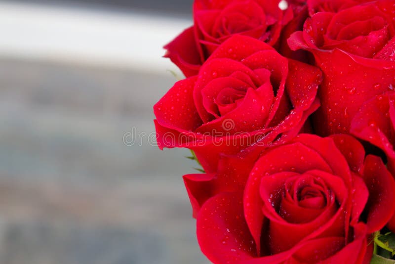 Red roses and water drops. stock image. Image of elegant - 90767931