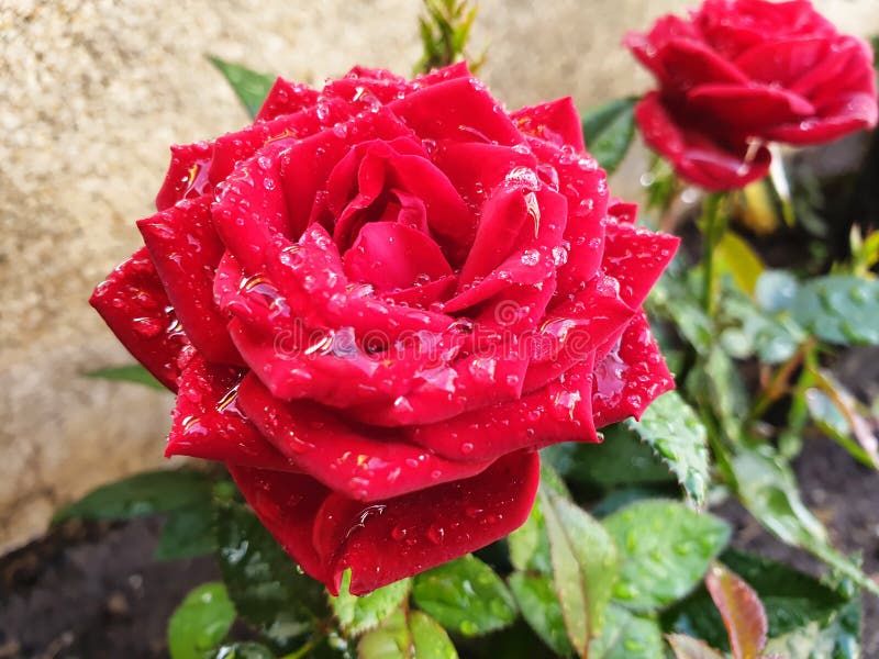 Red roses flower stock image. Image of grows, outside - 186862463