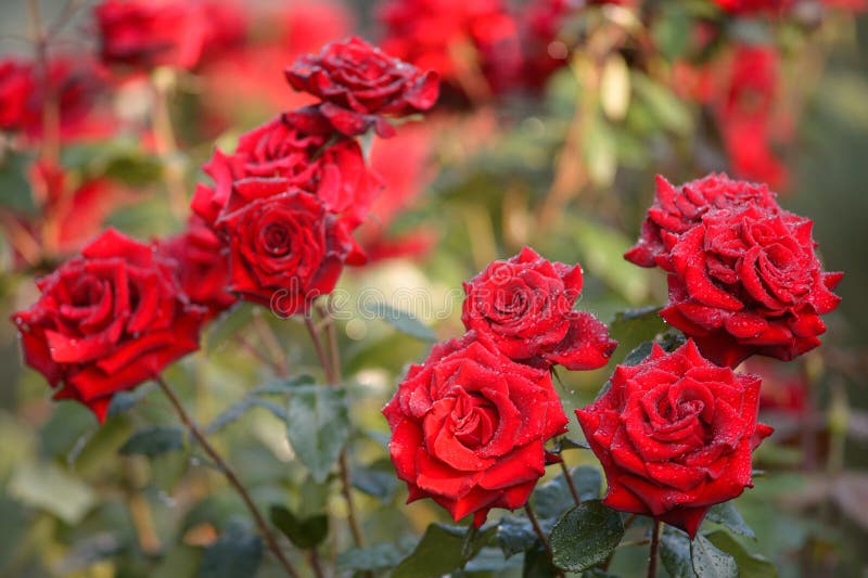 Red Roses with Water Drops in Summer Park Stock Image - Image of ...