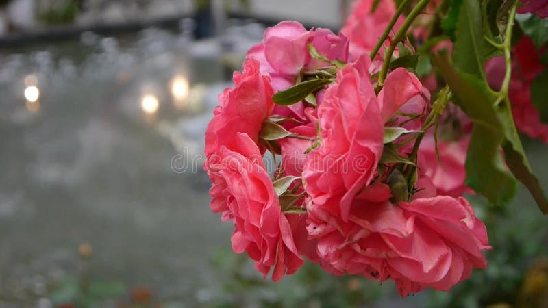 Red Roses by the Water Fountain Stock Footage - Video of fragility ...