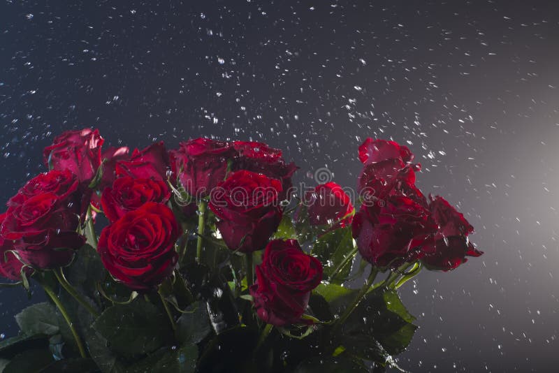 Red Roses with Water Splashes are on Colored Background Stock Image ...