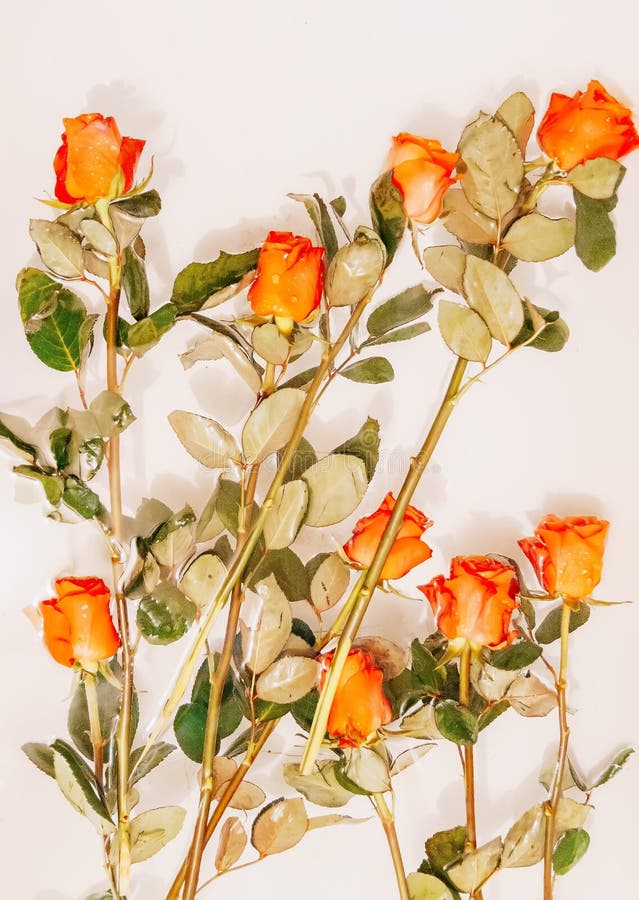 Red roses on water surface stock image. Image of white - 270481283