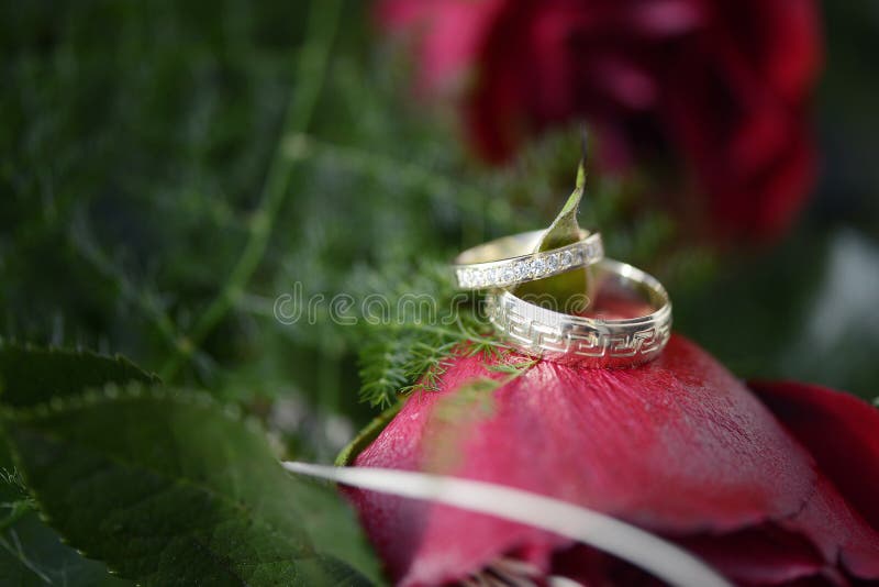 Red Roses and Wedding Rings Stock Image - Image of decoration ...