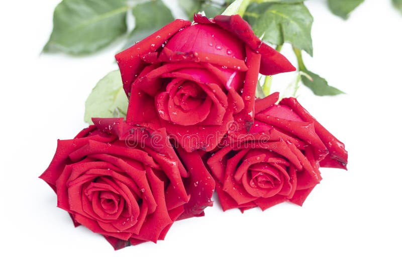 3 Red Roses on White Background Stock Image - Image of green, love ...
