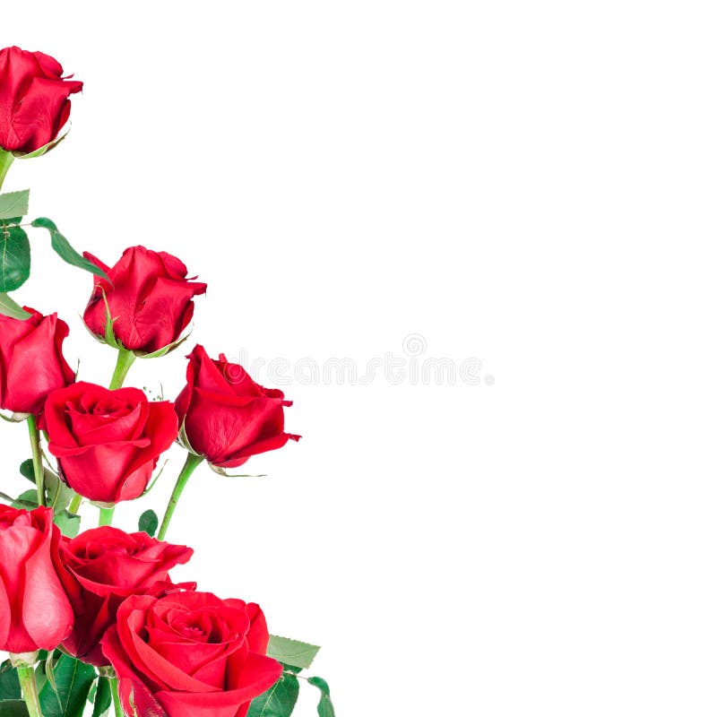 Fresh roses frame stock photo. Image of floral, copy - 18632164