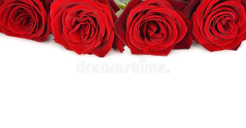 Red Roses in Row Over White Stock Photo - Image of bouquet, petals ...