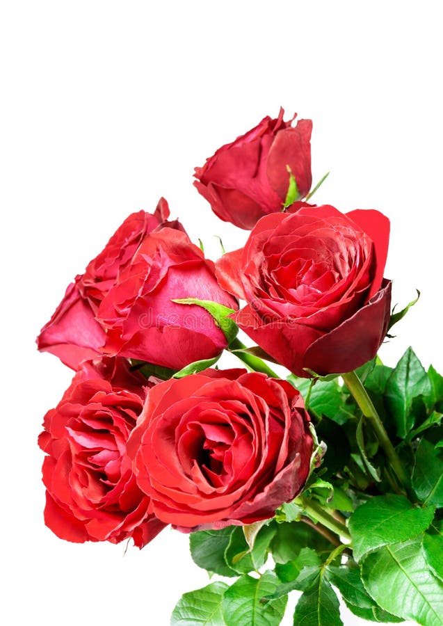 297 Seven Red Roses Stock Photos - Free & Royalty-Free Stock Photos ...