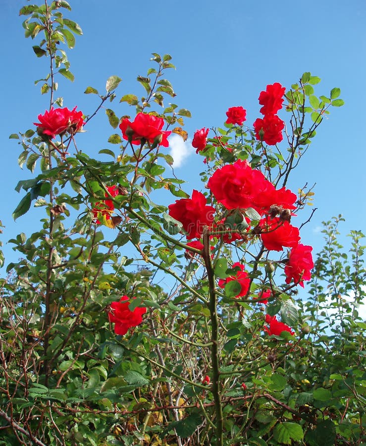Red roses in wild nature stock image. Image of bloom, flower - 265745