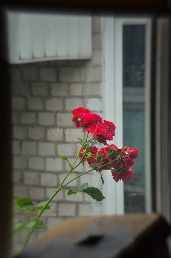 Red Roses from the Window. Ukraine, Kyiv Stock Photo - Image of ukraine ...