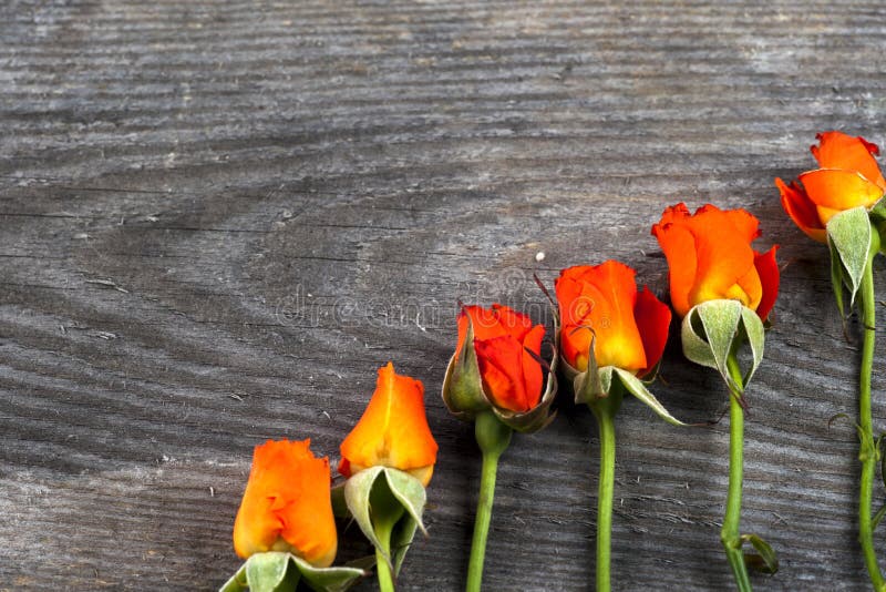 Red Roses on Wooden Board, Valentines Day Background Stock Photo ...