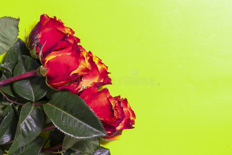 Red Roses on Yellow Background with Copy Space Stock Image - Image of ...