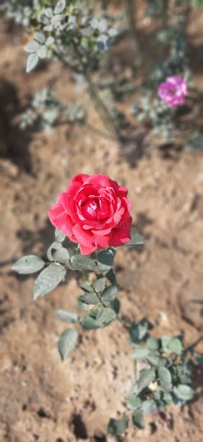 Red rosie and posie stock image. Image of nature, green - 238236473