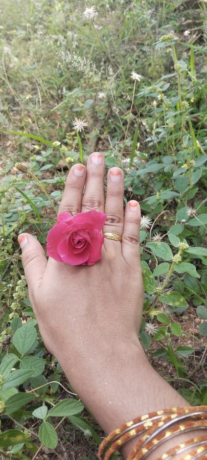 Red ross ring stock photo. Image of green, ring, grass - 290691844