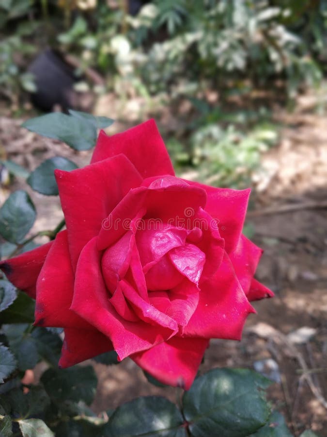 Red Ross Rose Flower in My Suit Nice Stock Image - Image of suit, rose ...