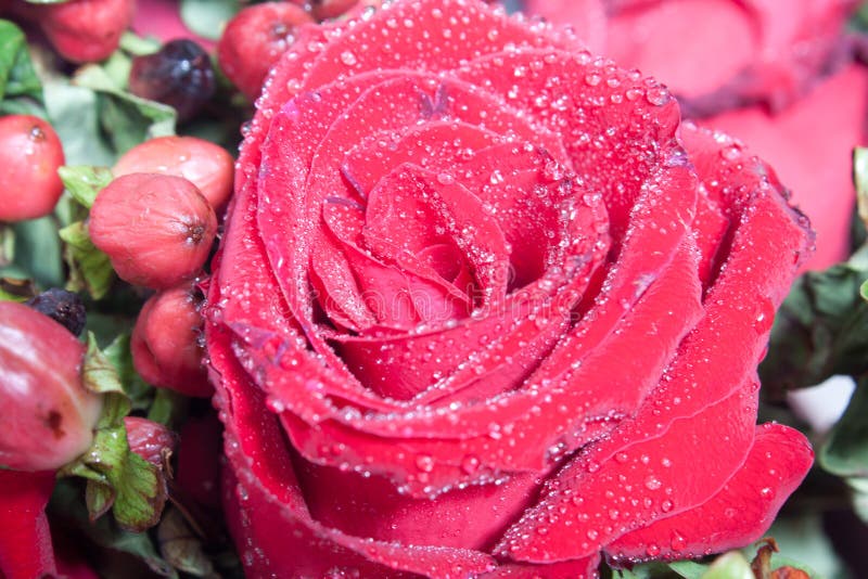 Red rost stock photo. Image of romance, fresh, floral - 28301178