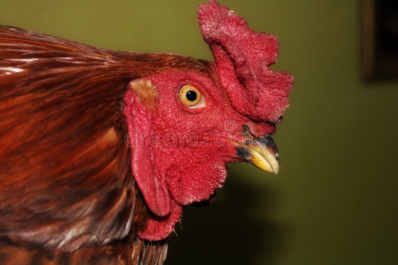 Red Roster stock photo. Image of male, bird, wild, wildlife - 251161926