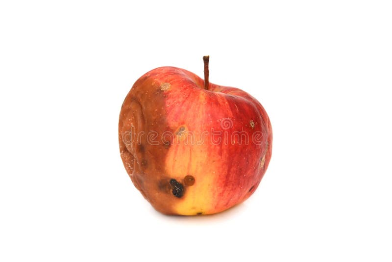 Red rotten apple. stock photo. Image of food, isolated - 70806296