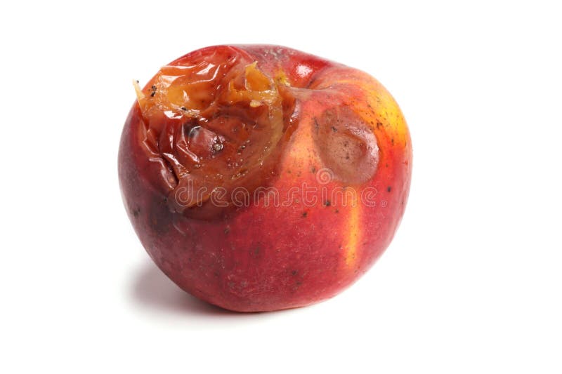 Red Rotten Spoiled Apple Isolated on White Stock Photo - Image of ...