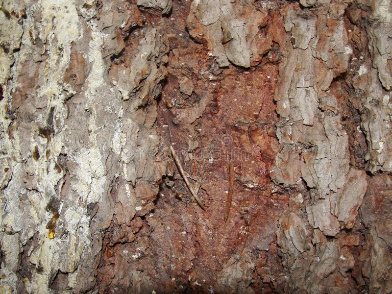Red Rough. Cracked Bark of an Old Blue Spruce. Frontal View. Canyons ...