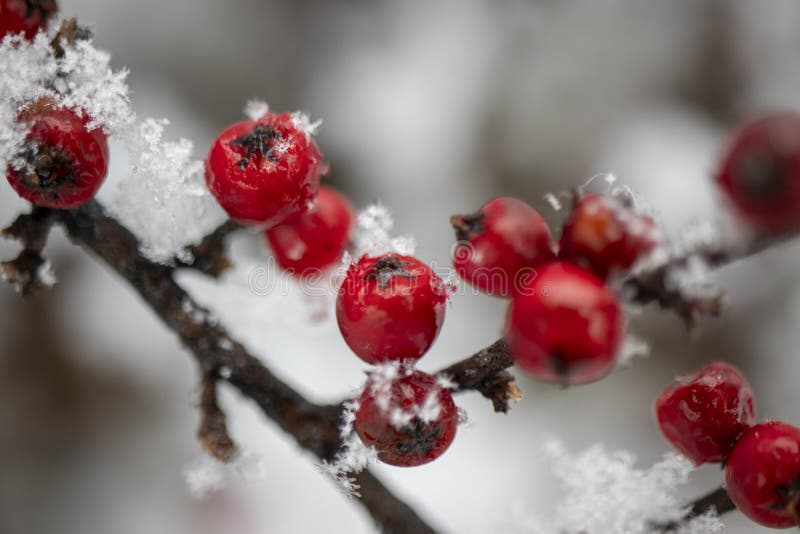 Red Round Berries on the Snowed Bush Stock Image - Image of flora ...