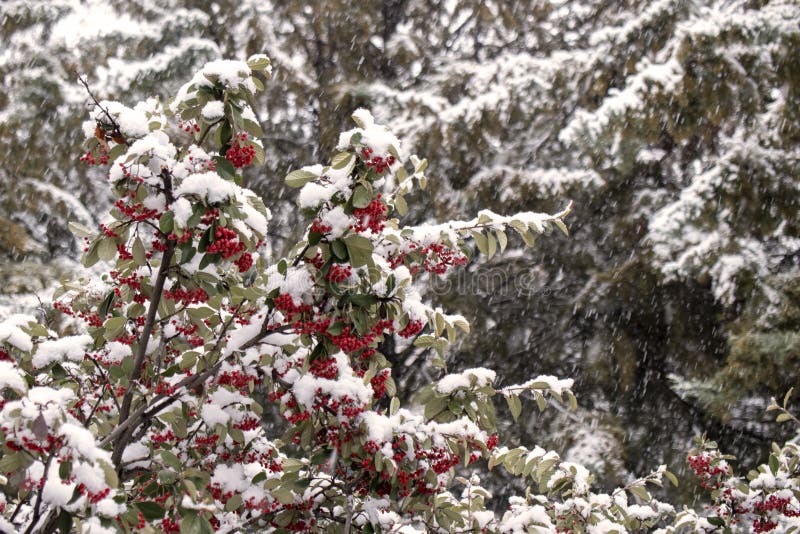 Red Round Berries on the Snowed Bush Stock Photo - Image of decoration ...