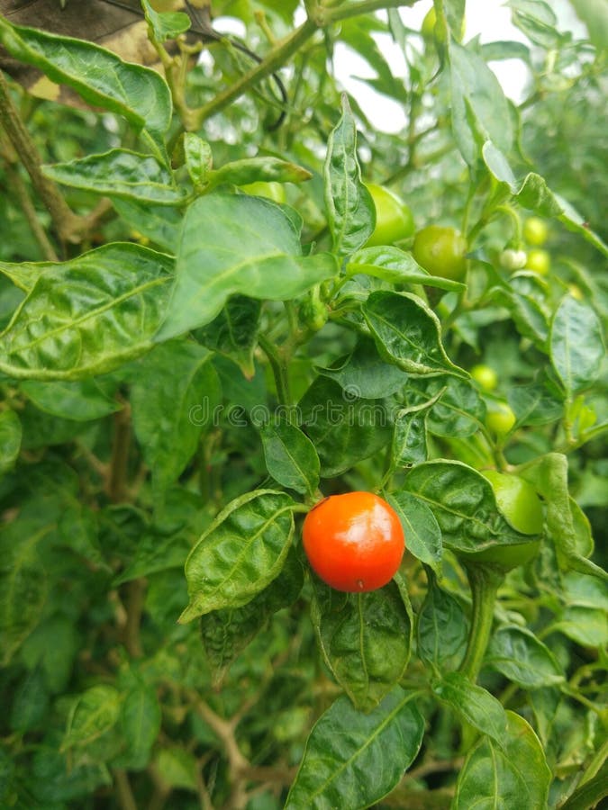 Round Chilli or Dalle Chilli Plant in Backyard Garden at Sikkim, India ...