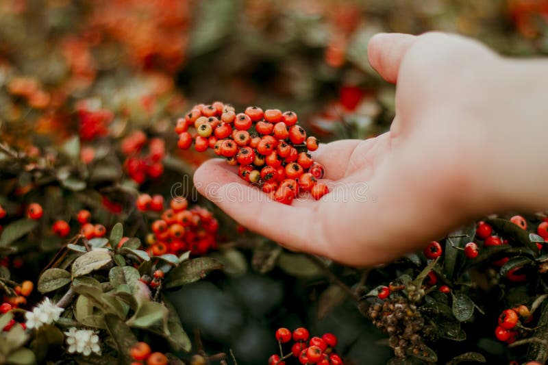 Red Round Fruit Picture. Image: 82946002