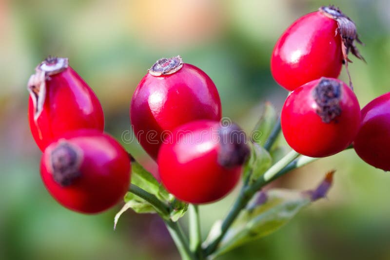 Red Round Fruit stock photo. Image of medicinal, grow - 83022796