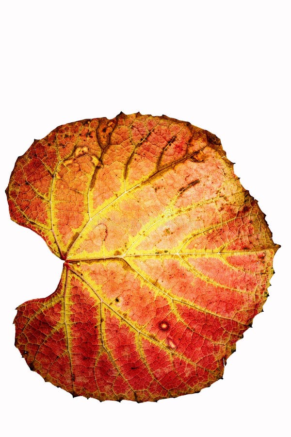 Red Round Leaf in Fall, Closeup Stock Photo - Image of fall, close ...