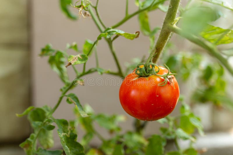 A Red, Round Tomato on a Green Bush (side View) Stock Photo - Image of ...